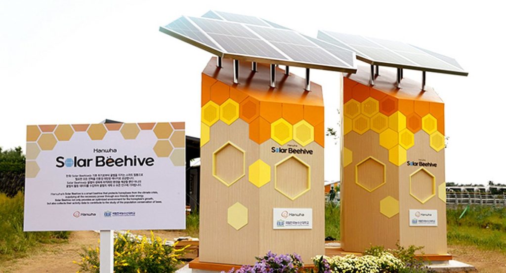 Hanwha Helping Bees With Solar Energy - SolarQuotes Blog