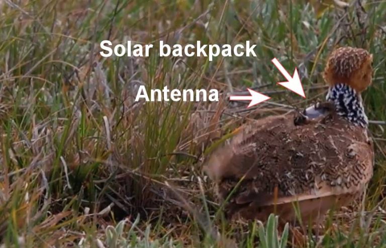 Solar Backpacks Tracking Critically Endangered Australian Birds